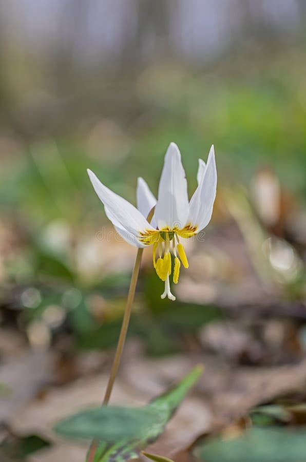 Single spring flower stock photo. Image of close, lily - 67489030