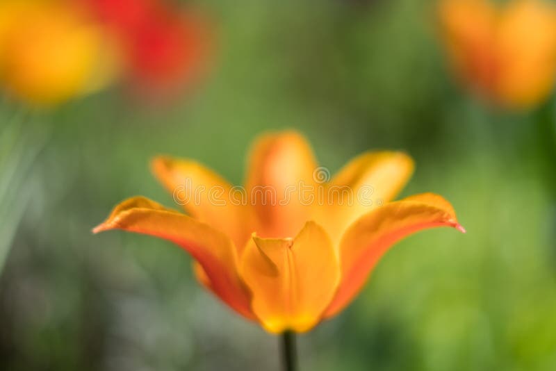 Single Spring Twig with Young Green Leaves Over Natural Soft Blurred ...