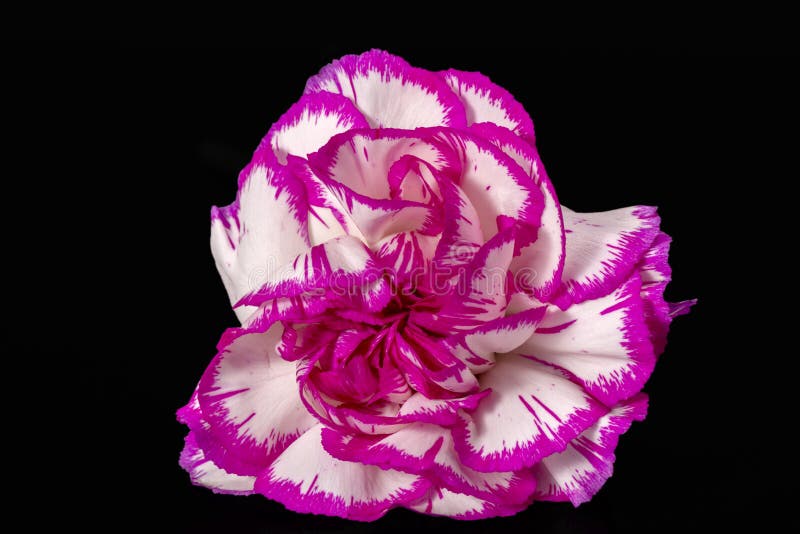 Single Spring Flower Pink Tulip Isolated on Black Background, Close Up ...