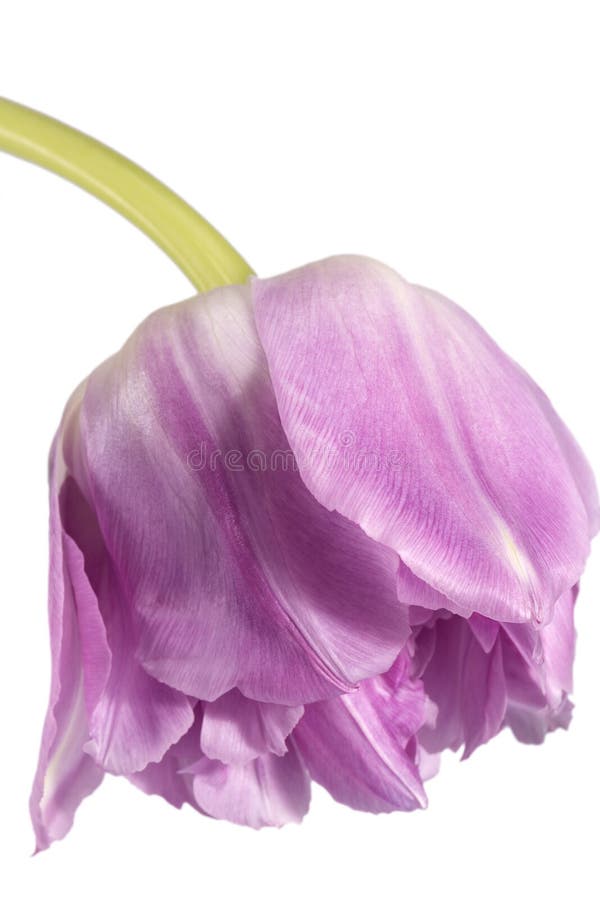 Single Spring Flower Pink Tulip Isolated on White Background, Close Up ...