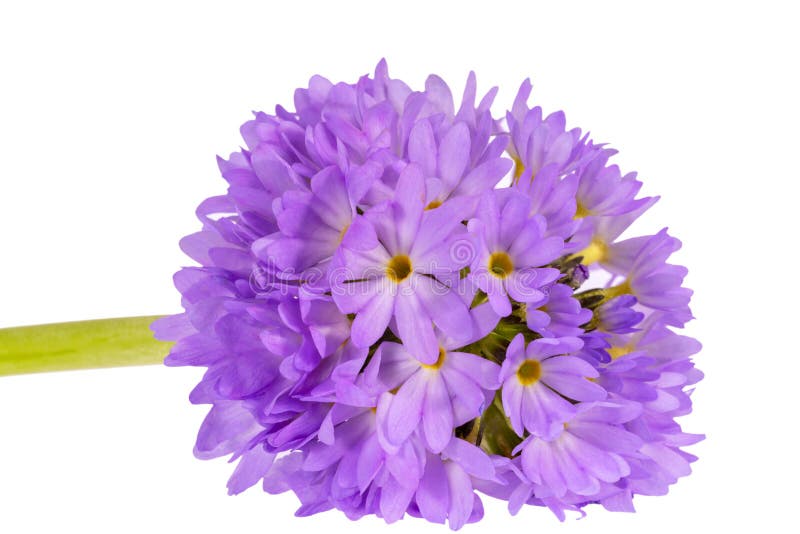 Single Spring Flower of Primula Isolated on White Background, Close Up ...