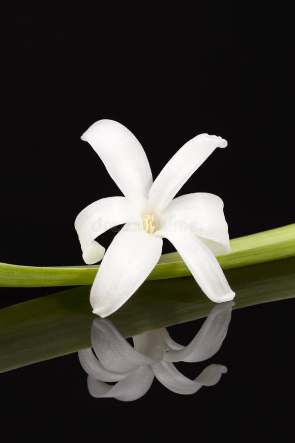 Single Spring Flower White Hyacinth Isolated Black Background Stock ...