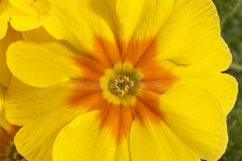 Single Spring Flower of Yellow Primula Vulgaris Stock Image - Image of ...