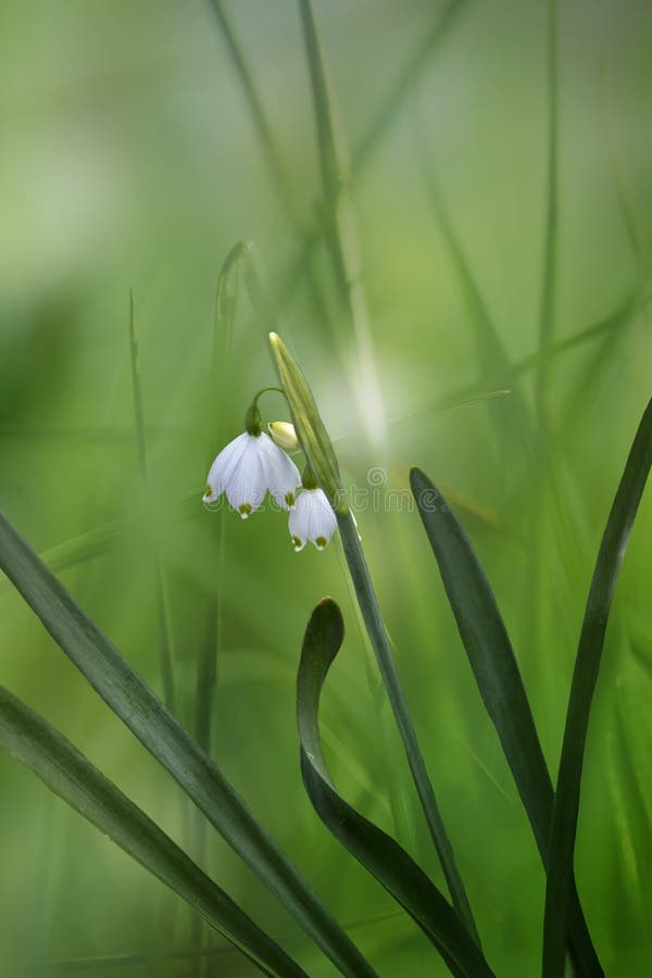 Single Spring Snowflake Flower, Leucojum Vernum in Forest. Plant ...