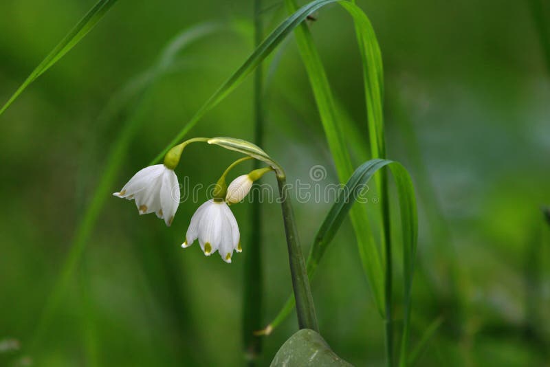Single Spring Snowflake Flower, Leucojum Vernum in Forest. Plant ...