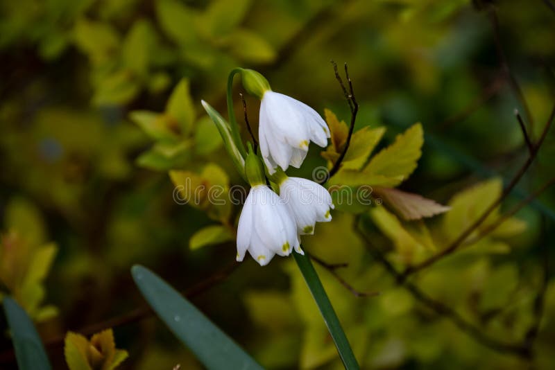 Single Spring Snowflake Flower, Leucojum Vernum in Forest. Plant ...