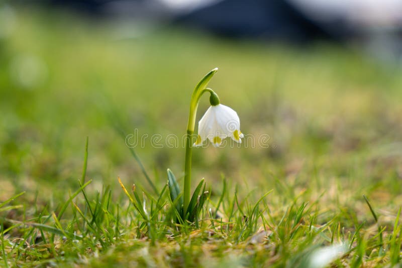 Single Spring Snowflake (Leucojum Vernum) with Green Grass Background ...