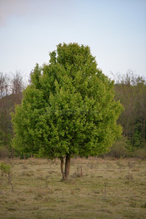 A Single Spring Tree in the Glade Stock Image - Image of grass, scenery ...