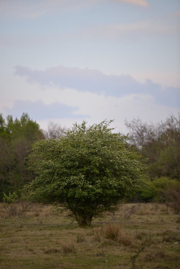 A Single Spring Tree in the Glade Stock Image - Image of landscape ...