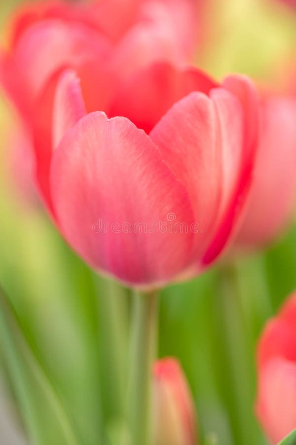 Single Spring Tulip Flower stock photo. Image of outside - 218230854
