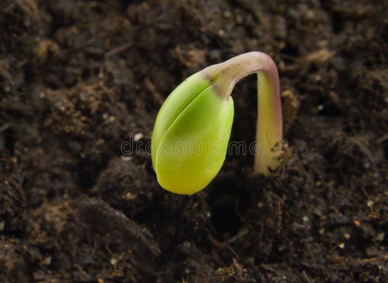 Single sprout stock image. Image of agriculture, healthy - 7380101