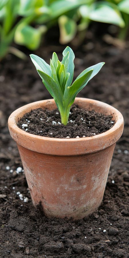 Single Sprout in Aged Flower Pot Gardening, Growth, Springtime Concept ...