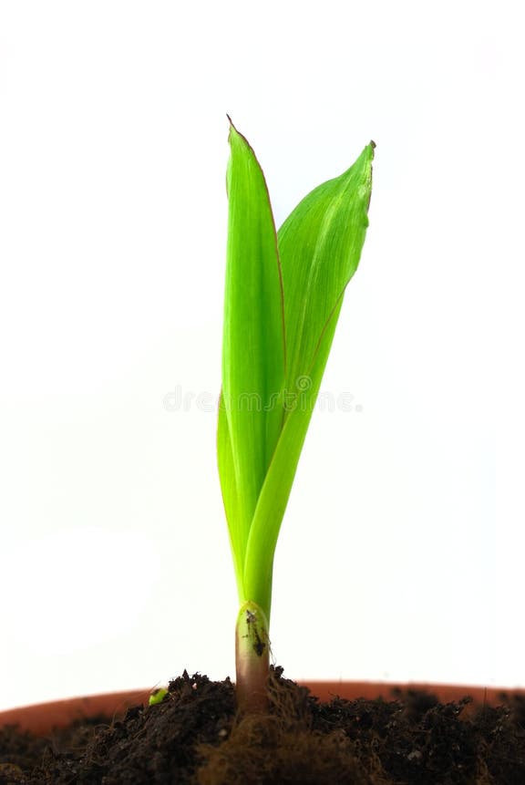 Single sprout of corn stock image. Image of flora, ground - 8635059