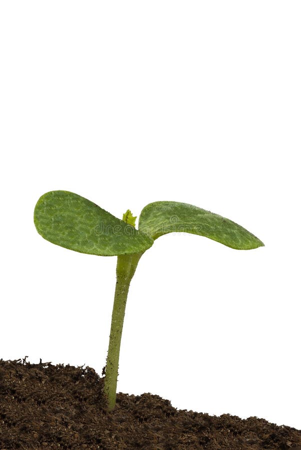 Single Sprout in Dirt Isolated on White with Copy Space Stock Image ...