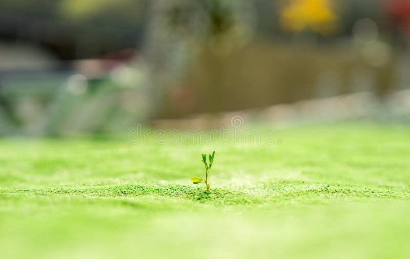 Single sprout stock image. Image of nobody, ground, endurance - 18301901