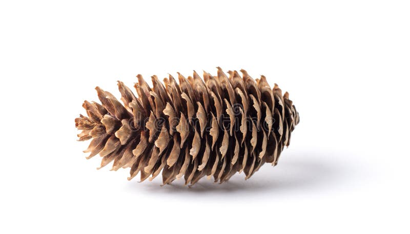 Single Spruce Cone Isolated on White Background Stock Image - Image of ...