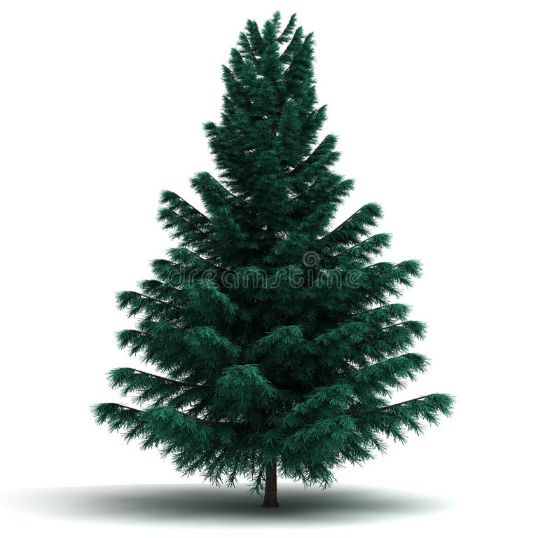 Single Spruce Pine Tree stock illustration. Illustration of life - 37350369