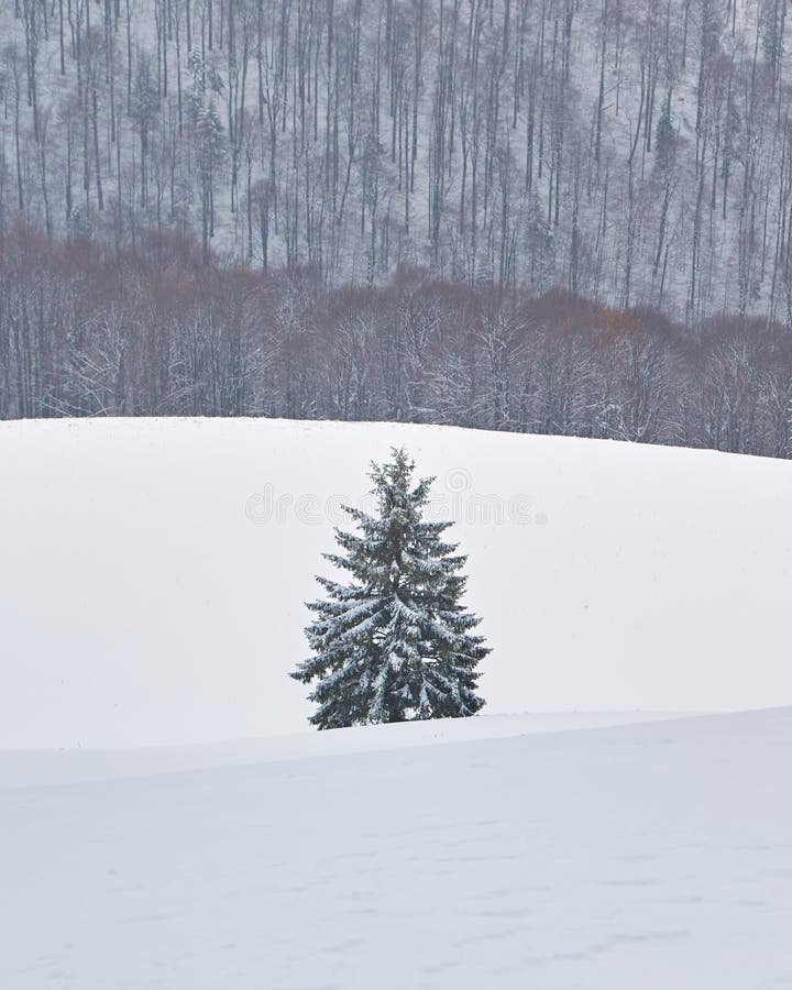 Single Spruce Tree Standing Out, Snowed on, Framed by Layers of Snow ...
