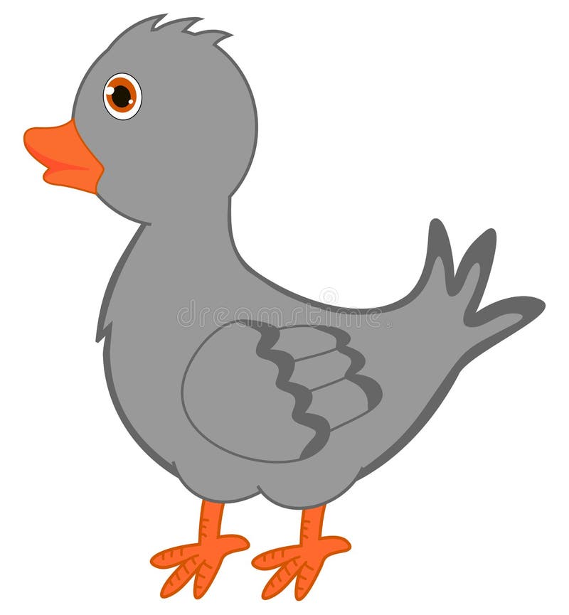 A single squab grey stock illustration. Illustration of beak - 40324988