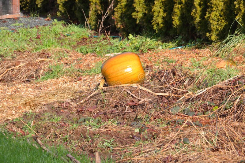 Single Squash in Garden stock image. Image of nature - 134953583