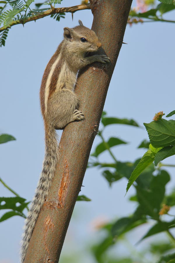 Squirrel, Animal, Nature, Natural Stock Photo - Image of wild, animal ...