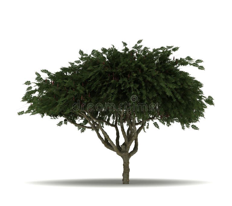 Sumac Tree Stock Illustrations – 225 Sumac Tree Stock Illustrations ...
