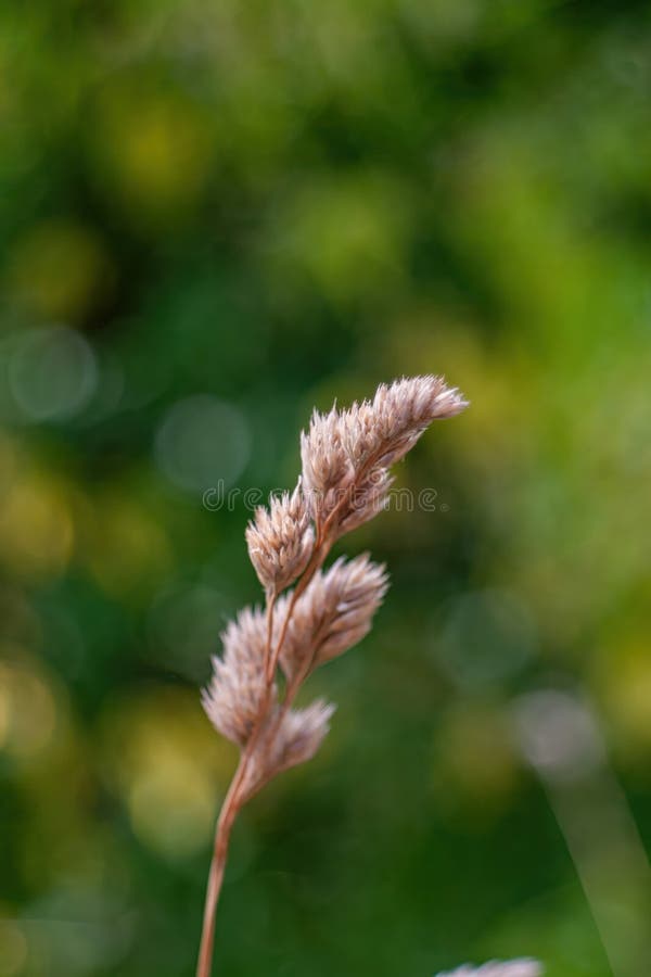 Single Stalk of Grass with a Few Brown Tips. Vertical Background ...