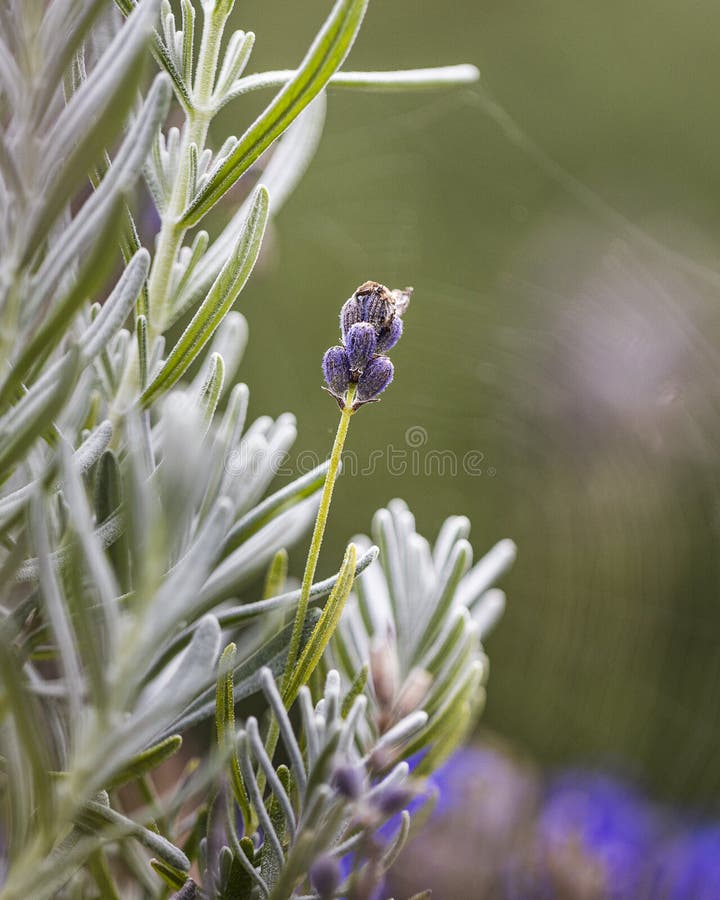 A Single Stalk of Lavender Growing in a Bush Stock Image - Image of ...