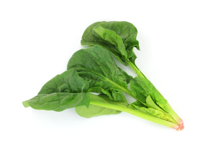 Single Stalk Spinach stock photo. Image of fresh, graceful - 14011262