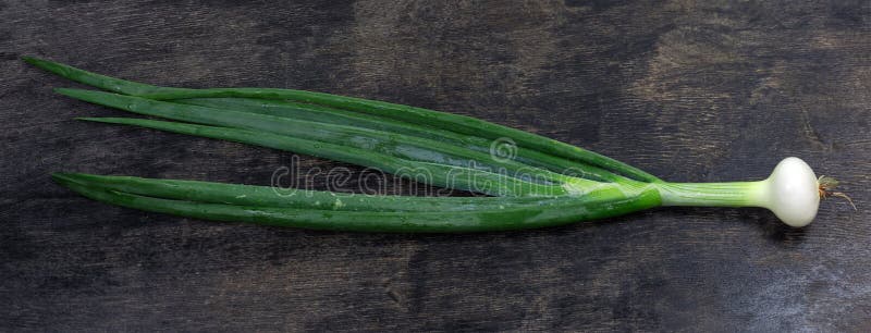 Single Stalk of Washed Green Onion on a Dark Surface Stock Photo ...