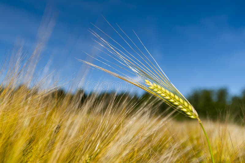 Single stalk of wheat stock image. Image of stem, summer - 41763885