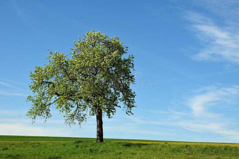 Single Apple Tree in Spring Stock Image - Image of springtime, single ...