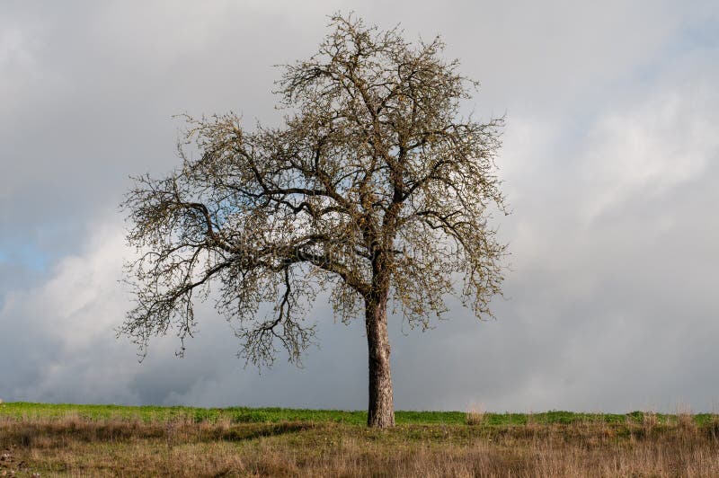 A Leafless Apple Tree with an Asymmetric Canopy Stock Photo - Image of ...