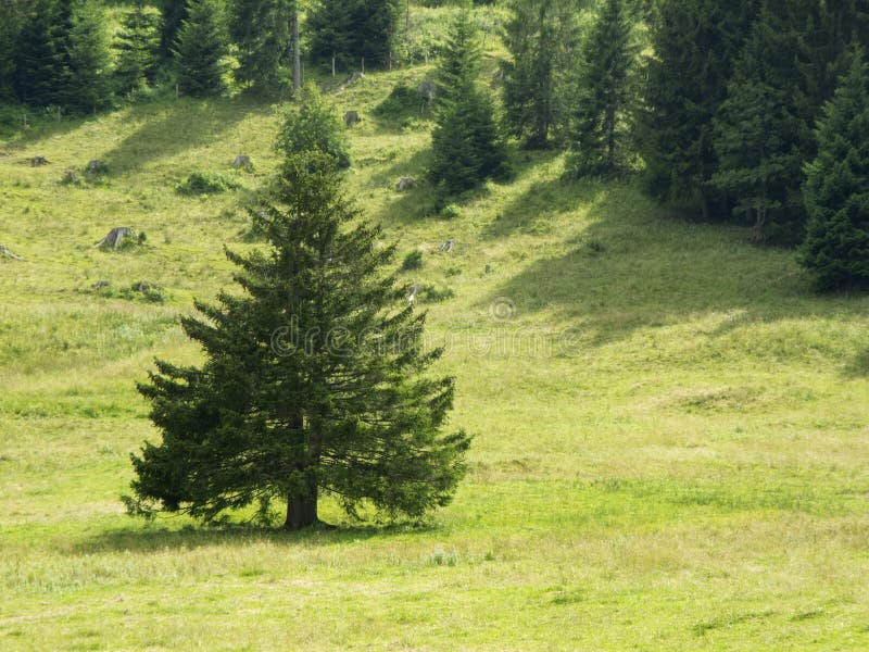 Single Cow Standing in Vast Mountain Landscape Stock Photo - Image of ...