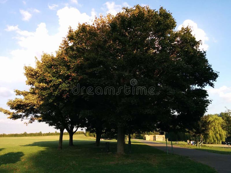 A single standing tree stock image. Image of summers - 117837981