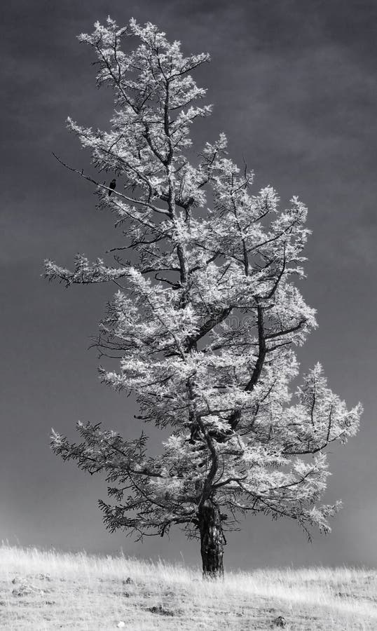 A Single Standing Tree with a Black Bird Stock Image - Image of forest ...
