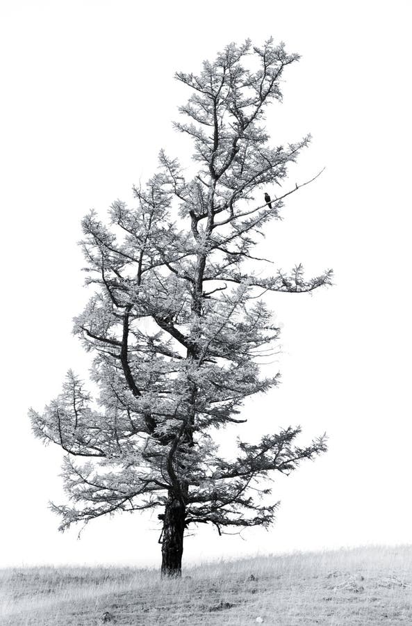 A Single Standing Tree with a Black Bird Stock Image - Image of rook ...