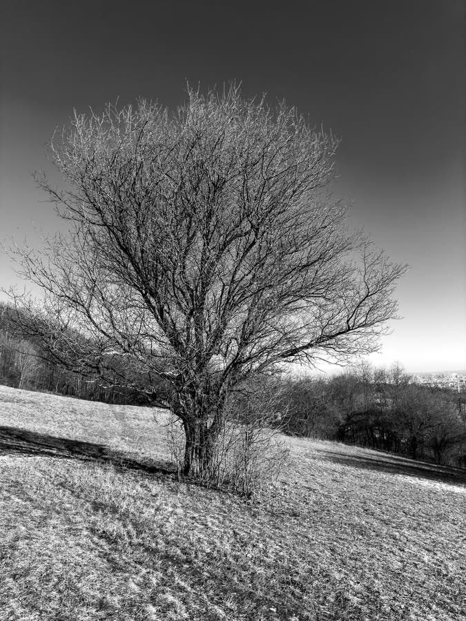 Single Standing Tree in Meadow Stock Image - Image of nature, field ...
