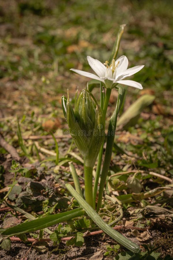 Single Star-of-Bethlehem Flower Side View Stock Image - Image of white ...