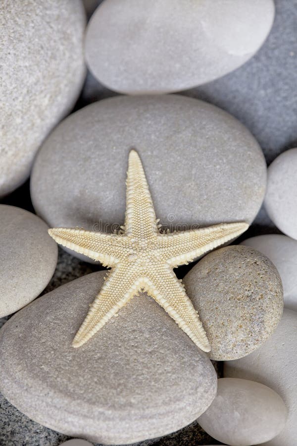 Single Star Fish on Smooth Pebble Stock Image - Image of beach ...