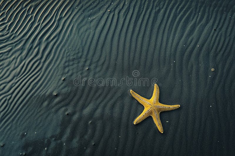 A Single Starfish Placed on a Smooth Wet Sand Surface with Faint Wave ...