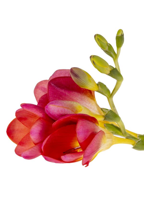Single Stem of a Red Flower Freesia Isolated on White Background, Close ...