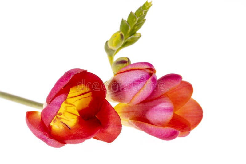 Single Stem of a Red Flower Freesia Isolated on White Background, Close ...