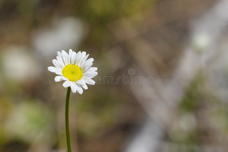 Single Stem White Daisy on a Earthy Background Stock Image - Image of ...