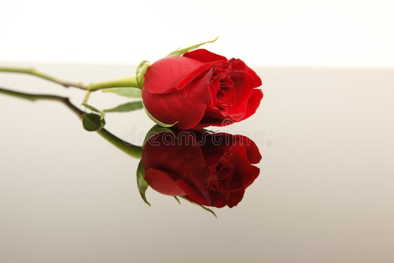 Single stemmed roses stock image. Image of wrapped, roses - 4065945