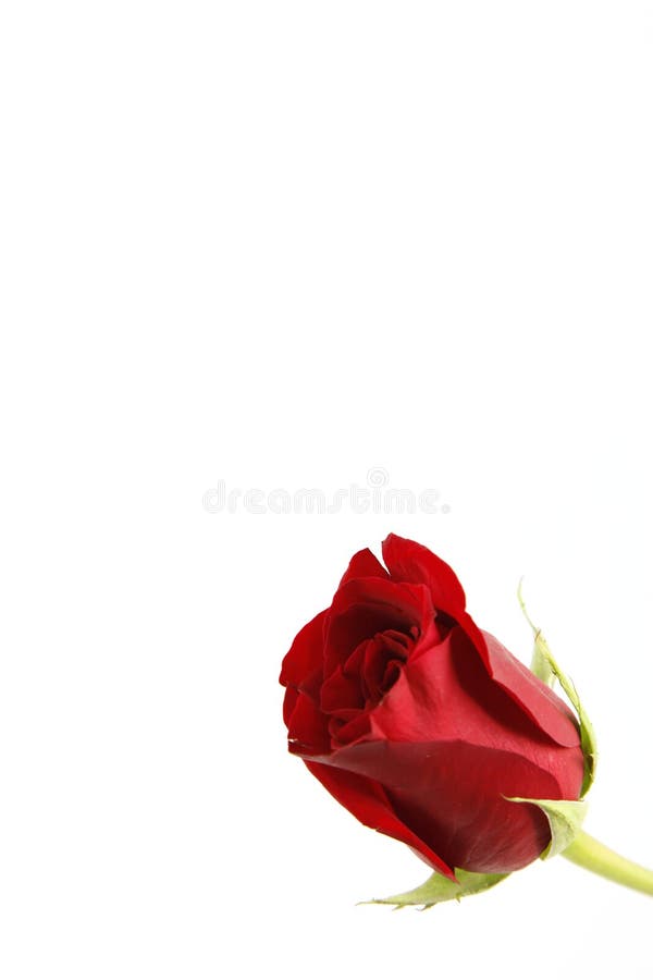 Single stemmed roses stock image. Image of wrapped, roses - 4065945