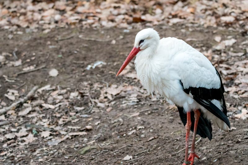 Single Stork Standing on Ground Stock Photo - Image of ciconia, fauna ...