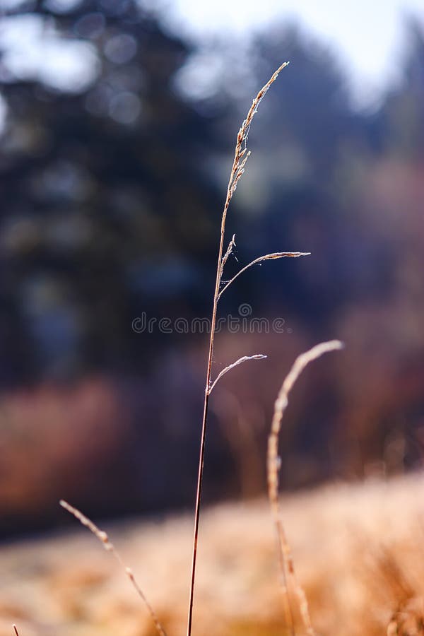 Single Strand of Grass with Webs Stock Photo - Image of medow, color ...