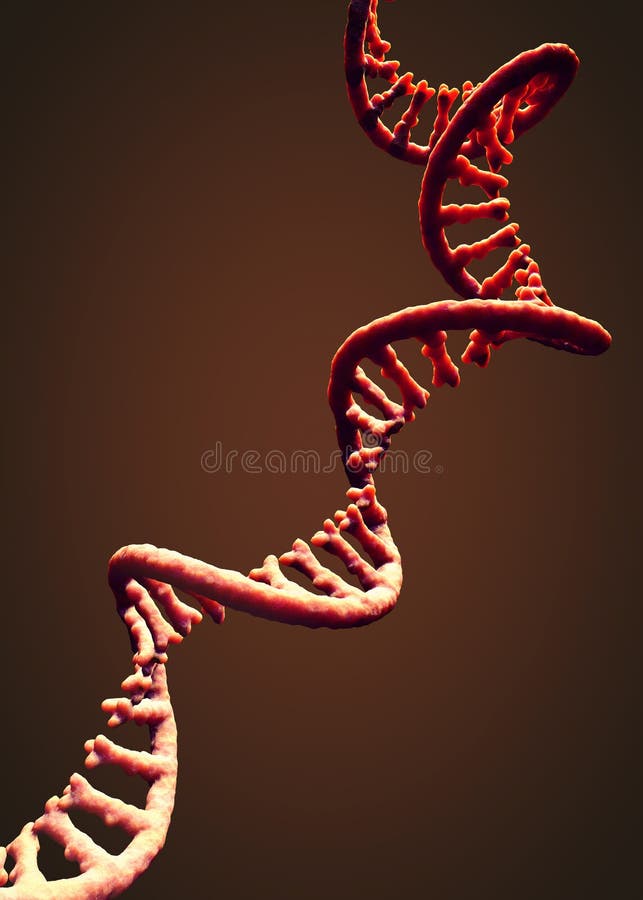 Single-stranded Molecule of RNA Called Messenger Ribonucleic Acid Stock ...