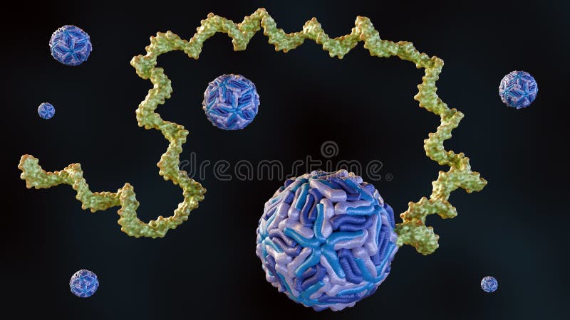 A Single Stranded RNA Molecule is Emerging from the Dengue Virus. Stock ...